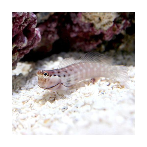 ◎　kaisui73　marinefishzukan　カエルウオ・ブレニー　ギンポ　海水　海水生体　海水魚　m_blenny　イシガキカエルウオ　ma_nyama14　ma_kkkko14　ma_mikann21　ma_ytt16　ma_k...
