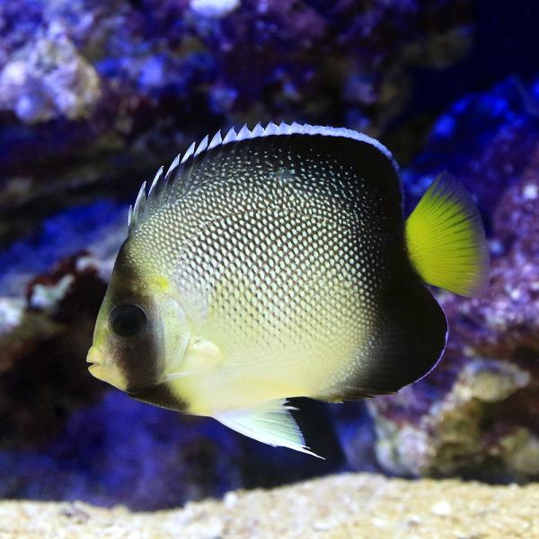 ◎　kaisui72　marinefishzukan　中型ヤッコ　m_angelfish　海水　海水生体　海水魚　Apolemichthys　xanthurus　ヤッコ　エンゼルフィッシュ　インディアン　スモークエンゼル　イエローテール　m...