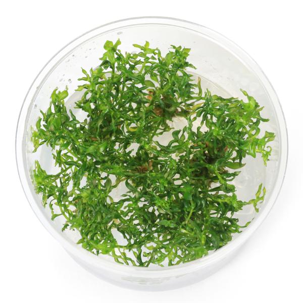 PF_SPQ　水草　中景草　後景草　組織培養　カップ　アカバナ科　カーリー　Onagraceae　チョウジタデ属　Ludwigia　inclinata　var.verticillata　Tornado　YT　20240702　2024kou...