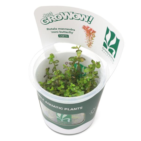 PF_SPQ　Rotala_dyforiab　_aqua　熱帯魚　Ｒｏｔａｌａ　組織培養　赤い　all_plants　水草赤い　wp_kywrd　saki27to09　wp_soshiki　ロタラ　マクランドラ　バタフライ　ミニ　ミソハギ科...