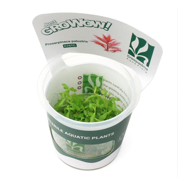 PF_SPQ　水草　中景草　後景草　赤系　ワンポイント　グロウワウ　グロウワオ　組織培養　カップ　グロー　GROW　プロセルピナカ　パルストリス　キューバ　アリノトウグサ科　Ｈａｌｏｒａｇａｃｅａｅ　プロセルピナカ属　Ｐｒｏｓｅｒｐｉｎａｃ...