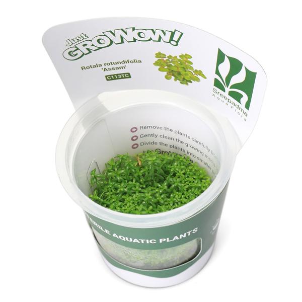 PF_SPQ　水草　中景草　グロウワウ　グロウワオ　組織培養　カップ　グロー　GROW　GROWOW　Ａｓｓａｍ　インド　Ｒｏｔａｌａ　ｒｏｔｕｎｄｉｆｏｌｉａ　ミソハギ科　Ｌｙｔｈｒａｃｅａｅ　キカシグサ属　YT　20240404　202...