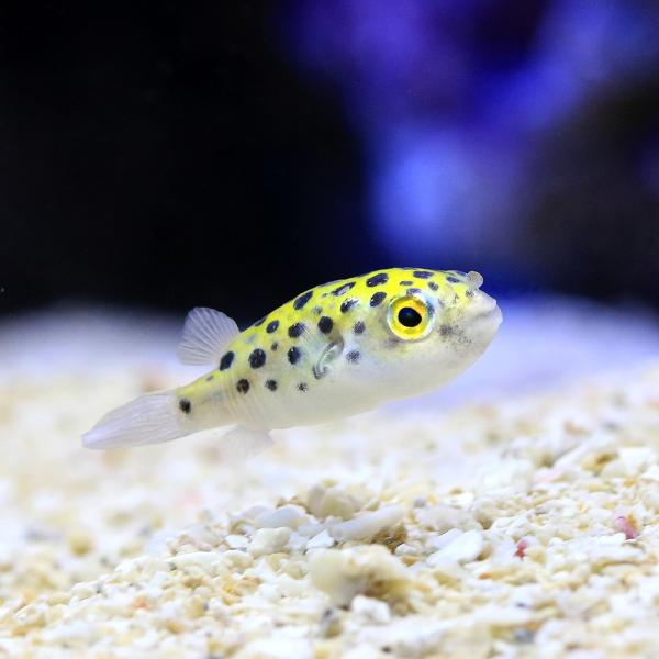 PF_SPQ　◎　_aqua　◎　marinefishzukan　汽水魚　ミドリフグ　Ｔｅｔｒａｎｄｏｎ　ｎｉｇｒｏｖｉｒｉｄｉｓ　Ｓサイズ　汽水　１匹　fish_database　ma_fish　熱帯魚・エビ他　その他の熱帯魚　フグの仲間...