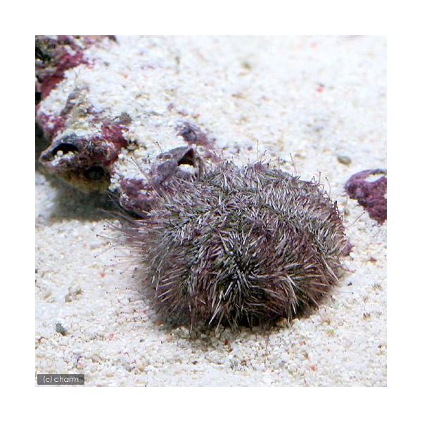 ◎　kaisui73　海水　海水生体　その他　m_creature　ma_algae　20100928　AH　ma_mplddnf23　ma_khmzvxc30　バフンウニ　無脊椎ID　Invertebratezukanヒトデ・ウニ・ナマコ...