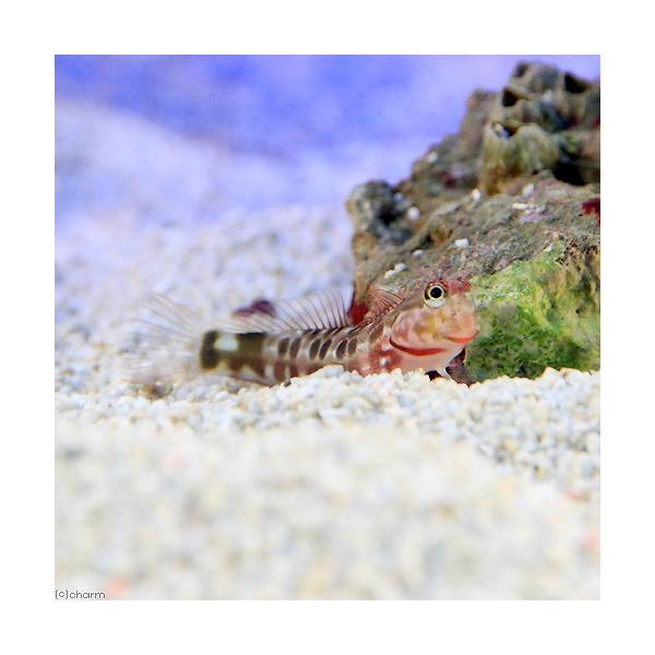 ◎　kaisui73　marinefishzukan　カエルウオ・ブレニー　ギンポ　海水　海水生体　海水魚　m_blenny　20100928　ＡＨ　kaijyo　kisitop1_190130　kisitop1_190410　1kisit...