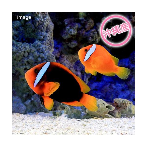 sfset　_aqua　◎　kaisui70　m_kumanomi　ma_hamakuma　海水　海水生体　海水魚　クマノミ　ハマクマノミ　キョウセイ　イソギンチャク　共生　Ａｍｐｈｉｐｒｉｏｎ　ｆｒｅｎａｔｕｓ　kumanomi　動画海水...