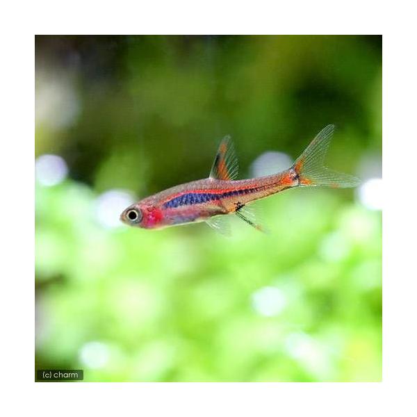 熱帯魚・エビ他　コイ　ラスボラ等　種類で選ぶ　ボララス系　ボララス・ブリジッタエ　１２匹　小型種　小型水槽用小型コイ　seitaitop9　Ｂｏｒａｒａｓ　ｂｒｉｇｉｔｔａｅ　ボララスブリギッタエ　aqua_life201104　fish_...