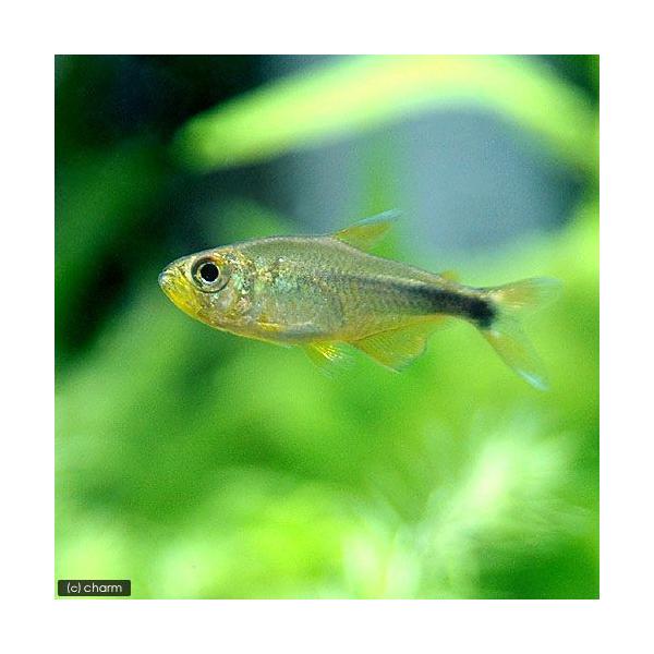 PF_SPQ　_aqua　熱帯魚・エビ他　カラシン（テトラ等）　南米産（小型種）　その他小型種　ハセマニア・ハンセニー　１匹　fish_database　Ｈａｓｅｍａｎｉａ　ｈａｎｓｅｎｉ　Ｈｙｐｈｅｓｓｏｂｒｙｃｏｎ　ｓｐ．　カーニバルテ...