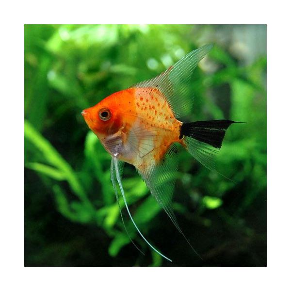 _aqua　熱帯魚・エビ他　エンゼル・ディスカス　エンゼルフィッシュ　レッドデビル・エンゼル　国産ブリード　３匹　ビギナーにオススメ　20120126　ＳＹ　kaijyo　MS0106　top_fish0724　top_fish1009　t...