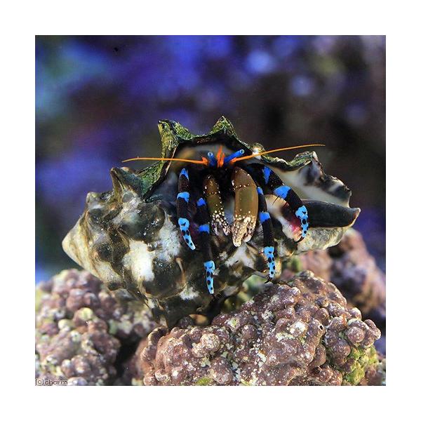 ◎　kaisui73　_aqua　m_hermit　ゆびわ　指輪　ユビワヤドカリ　20110616　AH　harmit_pd0305　yadokari2015sall　海水生体　Invertebratezukanヤドカリ　