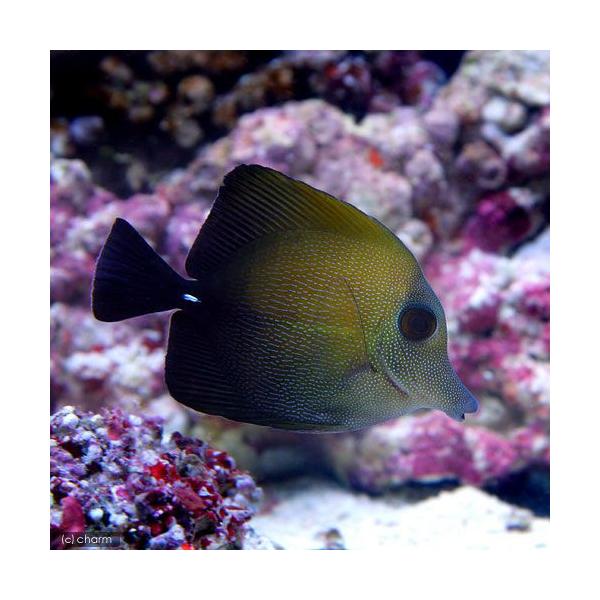 ◎　kaisui72　ハギ・ニザダイ　海水　海水生体　海水魚　m_surgeonfish　ma_algae　20110704　ＡＨ　diemwo5　ゴマハギ kaijyo　kisitop1_180718　1kisitop191120　mar...
