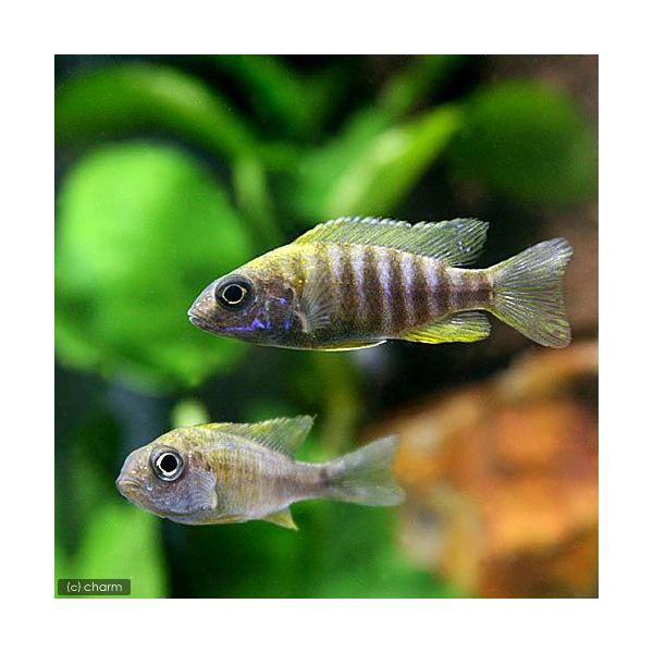 PF_SPQ　_aqua　熱帯魚・エビ他　シクリッド　種類で選ぶ　アフリカンシクリッド　イエロー・ピーコックシクリッド　１匹　fish_database　アフリカ産　ビギナーにオススメ　Ａｕｌｏｎｏｃａｒａ　ｂａｅｎｓｃｈｉ　kaijyo　...