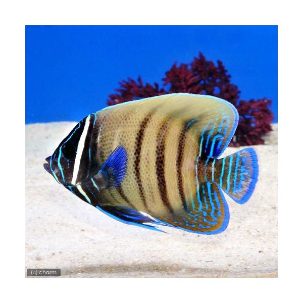 ◎　marinefishzukan　大型ヤッコ　海水　海水生体　海水魚　m_angelfish　20111007　AH　kmwr_ma_yakko　海水生体　kaijyo　おすすめ