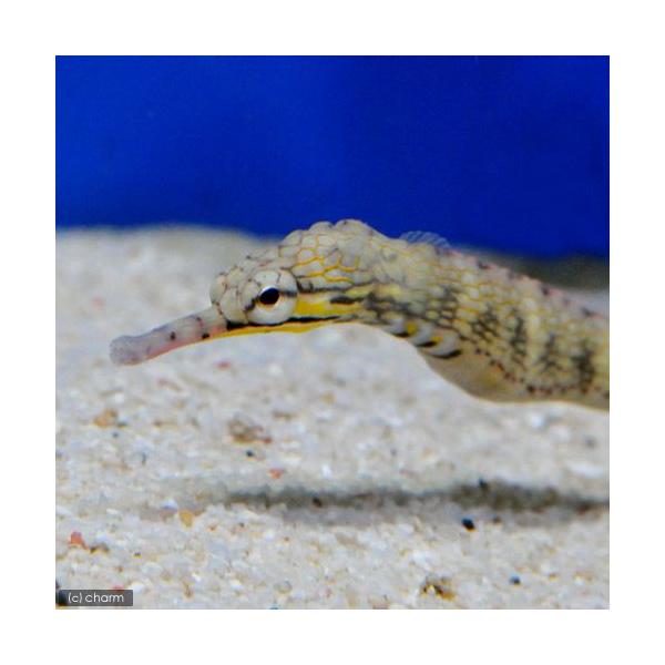 ◎　marinefishzukan　ヨウジウオの仲間　海水　海水生体　海水魚　oyasa31　ヨウジウオ　20111121　ＡＨ　_kaisui　_aqua　sim97tx5ln_kasng　u3l7N0T_kisi　260133　smt1...