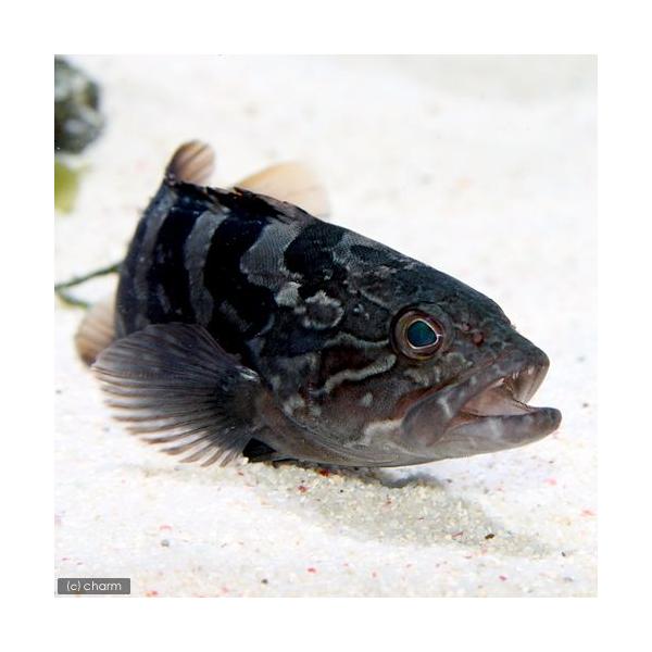 ◎　kaisui73　marinefishzukan　バスレット／ハタ　live_bait　海水　海水生体　海水魚　ma_fish　20111216　ＫＵ　mrnp5bai130914　weeklymrfish　irupaqtok　seit...