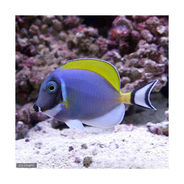 _aqua　◎　ハギ・ニザダイ　海水　海水生体　海水魚　m_surgeonfish　20120501　ＹＨ　ma_sdfjkl0607　m_cleanfish　kaijyo　marinefishzukan