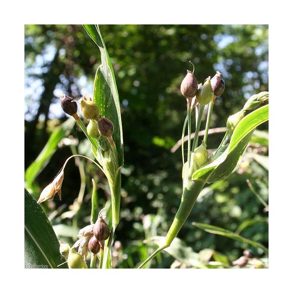 _aqua　_gardening　金魚・メダカ　ガーデニング　山野草　水辺植物　ビオ植物　ビオトープ　Ｃｏｉｘ　ｌａｃｒｙｍａ　ｊｏｂｉ　20141109　ＮＴ　イネ科　ハトムギ　ジュズダマ　トウムギ　唐麦　数珠　鳩麦　植物　植物生体　ガー...