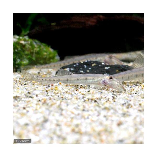 _aqua　熱帯魚・エビ他　ローチの仲間　ドジョウ系　ホースフェイス・ローチ　３匹　fish_database　コイ　ラスボラ等　ローチ・ボーシャ　ビギナーにオススメ　Ａｃａｎｔｏｐｓｉｓ　ｃｈｏｉｒｏｒｈｙｎｃｈｏｓ　ロングノーズローチ　...