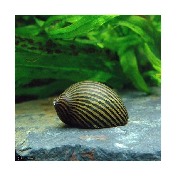 _aqua　熱帯魚・エビ他　貝　石巻・サザエ・フネアマ　シマカノコガイ　シマカノコ貝　４匹　Ｎｅｒｉｔｉｎａ　ｐａｒａｌｅｌｌａ　ｔｕｒｒｉｔａ　ｎａｔａｌｅｎｓｉｓ　Ｖｉｔｔｉｎａ　ｃｕｍｉｎｇｉａｎａ　ビオトープにおすすめの生体　食べさ...