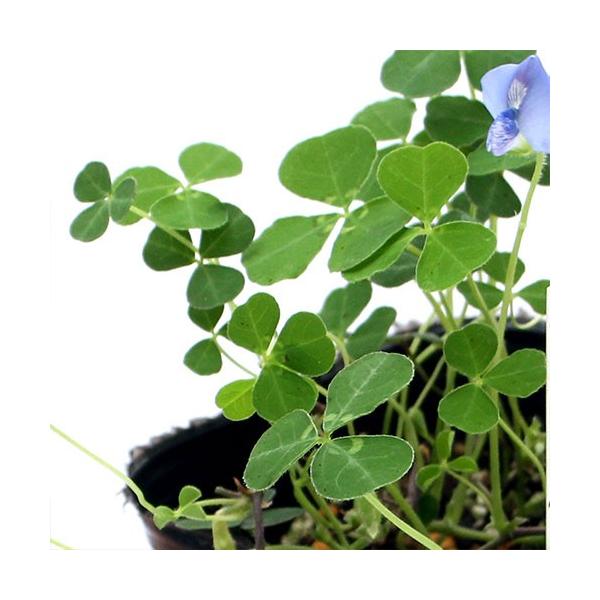 _animal　_hachu　_kame　観葉植物　090list　Parochetus　communis　Shamrock　pea　Hymalayan　clover　シャムロックピー　マメ科パロケツス属　耐寒性多年草　アフリカ　育て方　育...