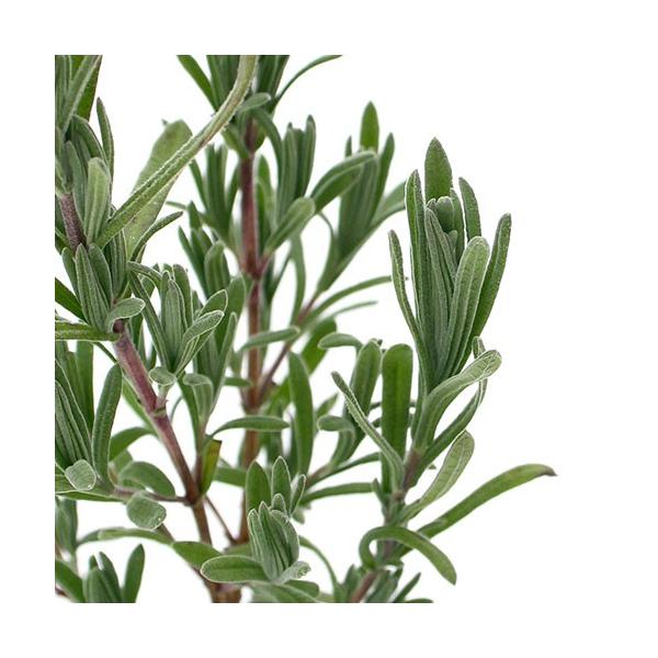 ガーデニング　ハーブ　苗　ラベンダー　herbpot_series　_gardening　植物　観葉植物　gardening　鉢植え　ポット　ガーデニング生体　植物生体　090list　Lavandula　stoechas　Lavender...