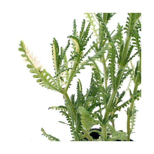 ガーデニング　ハーブ　苗　ラベンダー　herbpot_series　_gardening　植物　観葉植物　gardening　鉢植え　ポット　ガーデニング生体　植物生体　090list　Lavandula　dentata　Lavender　...