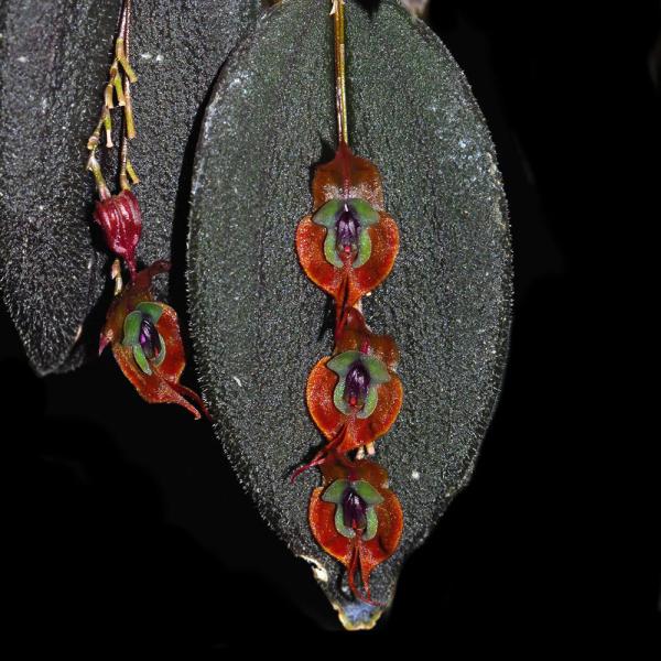 _aqua　_gardening　_hachu　sfset　terrariumplants　all_plants　ガーデニング　原種　観葉植物　園芸　ガーデニング　ビバリウム　アクアテラリウム　パルダリウム　花　苗　洋ランシリーズ　洋蘭　着...