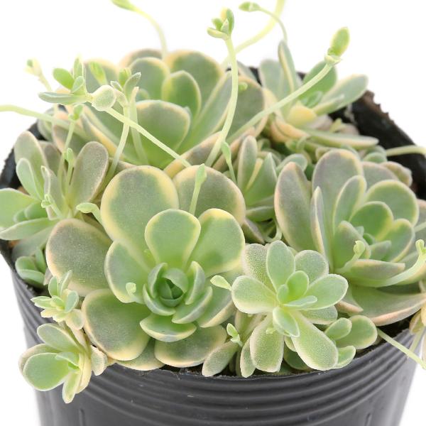 muryotassei_900_999　_gardening　ガーデニング　観葉植物　多肉植物　オロスタキス　ボエメリ　子持ち　子宝　蓮華　レンゲ　多肉　子株　20180607　ＮＯ　育て方　育成方法　栽培方法　おろすたきす　こもちれんげ　...