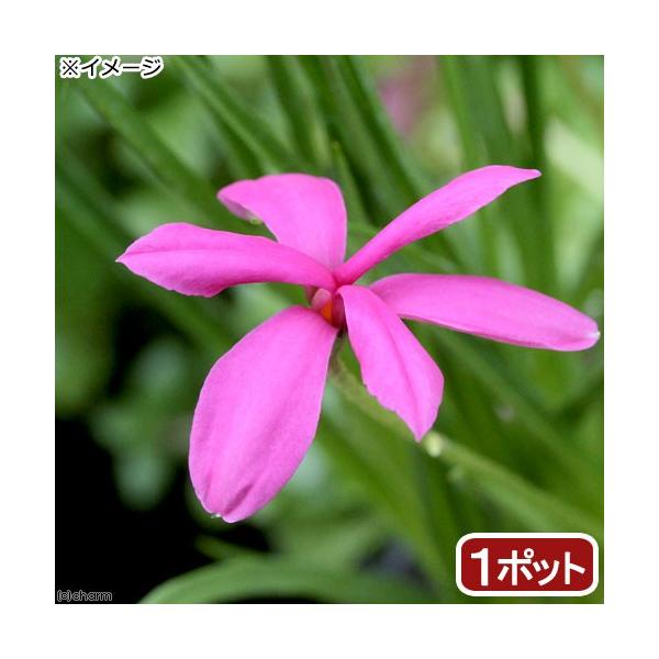 ガーデニング　_gardening　苗　鉢植え　ポット　ガーデニング生体　育て方　育成方法　栽培方法　管理方法　植物　植物生体　090list　花　アッツザクラ　Rhodohypoxis　milloides　Donald　Mann　ロードヒ...