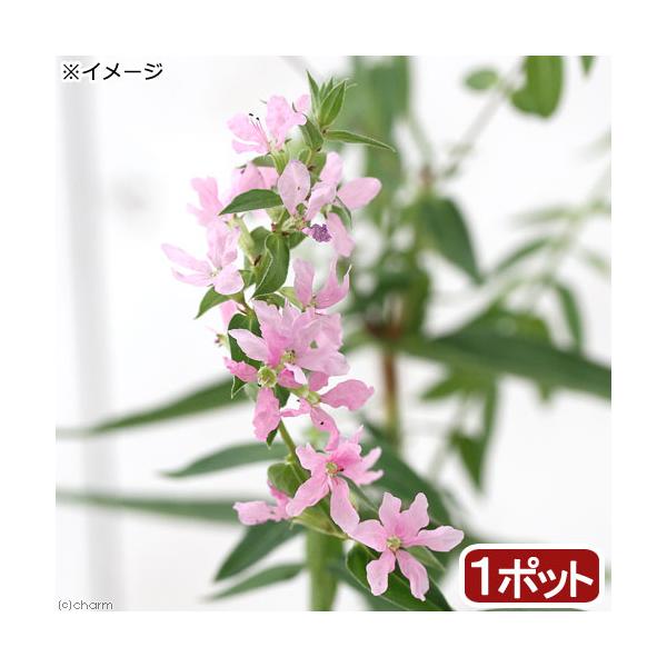muryotassei_700_799　_aqua　水辺植物　水生植物　有茎種　枝もの　ガーデニング　水辺植物　その他水辺植物　湿地植物　抽水植物　ボンバナ　盆花　Lythrum　salicaria　'Blush'　リスルム　サリカリア　ブ...