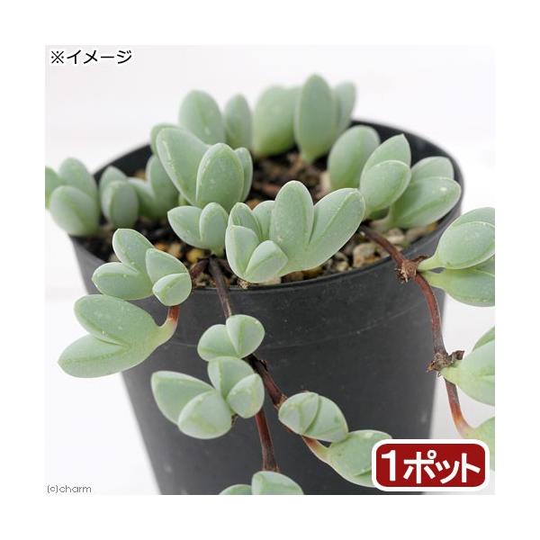 育て方　育成方法　栽培方法　Echinus　maximilianii　Braunsia　ビョクオヨン　ブラウンシア　マキシミリアニ　エキノス　メセン　多肉植物　多肉　鉢植え　090list　20180729　ＮＯ　ＴＩ　opa2_delet...