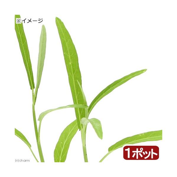 _kame　_aqua　_hachu　_gardening　金魚・メダカ　ビオトープ　水辺植物　水生植物　ガーデニング　水辺植物　all_plants　クウシンサイ　空心菜　空芯菜　蓊菜　Ipomoea　aquatica　エンサイ　エンツァ...