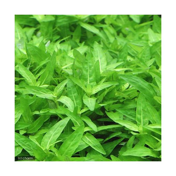 PF_SPQ　熱帯魚　_aqua　水草　前景草　横に広がる　all_plants　ストロジン1　ストロジンsp.はこちら　wp_kywrd　スタウロギネ　mizks1013event　mizksrk1013event　mizksyh1013...