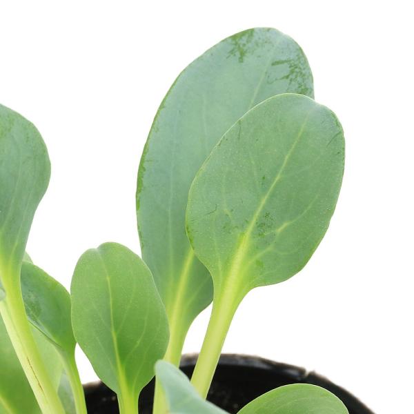 gardening　ガーデニング　ハーブ　苗　herbpot_series　2019　オイスターリーフ　_gardening　鉢植え　ポット　ガーデニング生体　育て方　育成方法　栽培方法　管理方法　植物　植物生体　090list　観葉植物　...