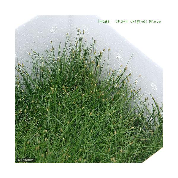 PF_SPQ　熱帯魚　前景草200802　売れ筋水草　水草　前景草　草原のような　お勧め前景草　hairshort　all_plants　hairshort_matome　■ヘアーグラスショート　水上葉_前景草　wp_kywrd　wp081...