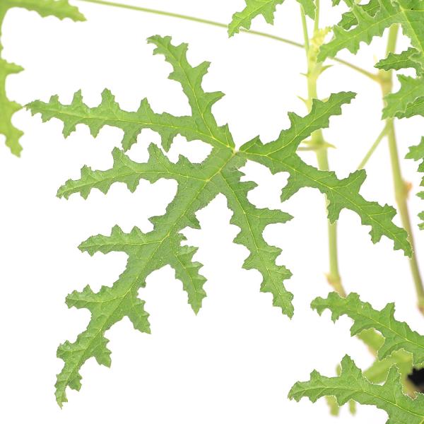 _gardening　ガーデニング　ハーブ　苗　herbpot_series　育て方　育成方法　栽培方法　観葉植物　090list　料理　香辛料　調理　風味付け　ゼラニウム　ナツメグ　herb2022 kaijyo　y25m06　touki...