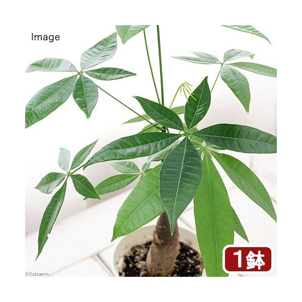 観葉植物　ガーデニング　パンヤ科　アオイ科　パキラ属　アクアティカ　グラブラ　カイエンナッツ　Pachira　aquatica　glabra　20130610　_gardening　4goukanyou_series　植物　植物生体　ガーデ...