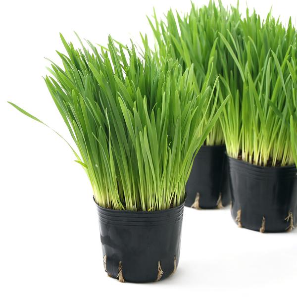 観葉植物　_dog　_neko　_gardening　movie_1146129　_animal　pet_glass　opa2_delete　PetGrassSeries　猫フード　ガーデニング　犬用品　サプリメント　猫草　ペットグラス　え...