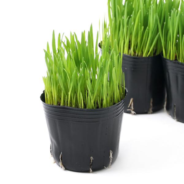 観葉植物　_dog　_neko　_gardening　movie_1146129　_animal　pet_glass　opa2_delete　PetGrassSeries　猫フード　ガーデニング　犬用品　サプリメント　猫草　ペットグラス　え...