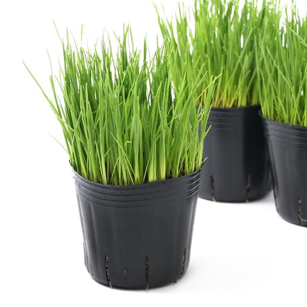 観葉植物　_kame　_hachu　_animal　_dog　_neko　_usa　petgrass1031　pet_glass　PetGrassSeries　opa2_delete　猫フード　鳥　ウサギ　おやつ　牧草　イタリアンライグラス...