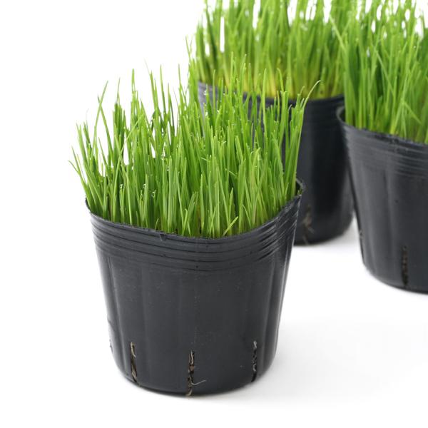 観葉植物　_kame　_hachu　_animal　_dog　_neko　_usa　petgrass1031　pet_glass　PetGrassSeries　opa2_delete　猫フード　鳥　ウサギ　おやつ　牧草　イタリアンライグラス...