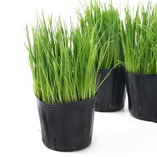 観葉植物　_kame　_hachu　_animal　_dog　_neko　_usa　petgrass1031　pet_glass　PetGrassSeries　opa2_delete　猫フード　鳥　ウサギ　おやつ　牧草　イタリアンライグラス...