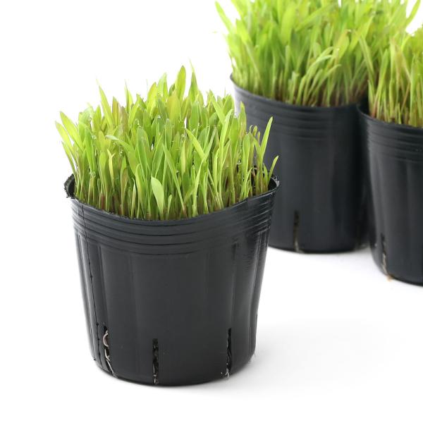 観葉植物　_hachu　_kame　_neko　_dog　_animal　pet_glass　PetGrassSeries　090list　opa2_delete　猫フード　小動物・鳥　ウサギ　おやつ　牧草　スーダングラス　うさぎ大好き生牧...