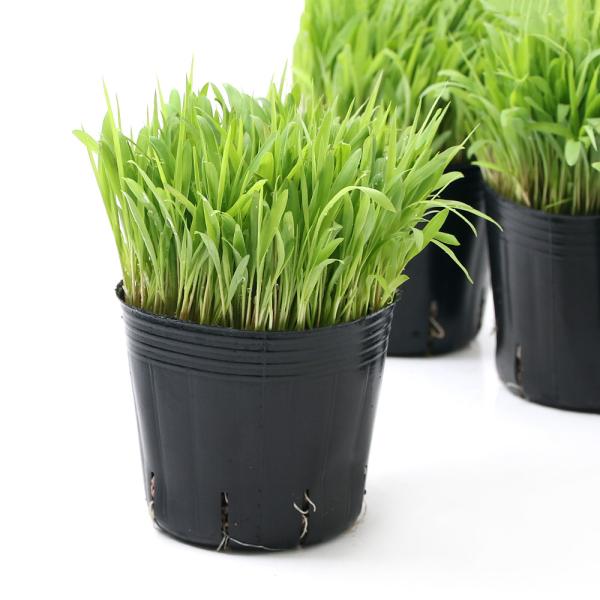 観葉植物　_hachu　_kame　_neko　_dog　_animal　pet_glass　PetGrassSeries　090list　opa2_delete　猫フード　小動物・鳥　ウサギ　おやつ　牧草　スーダングラス　うさぎ大好き生牧...