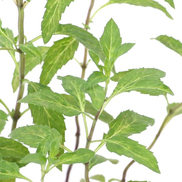 観葉植物　090list　_dog　_gardening　opa2_delete　ガーデニング　苗　鉢植え　ポット　ガーデニング生体　管理方法　植物　植物生体　ハーブガーデン　種類　寄せ植え　花壇　効能　使い方　用途　ワシュハッカ　和種薄荷...