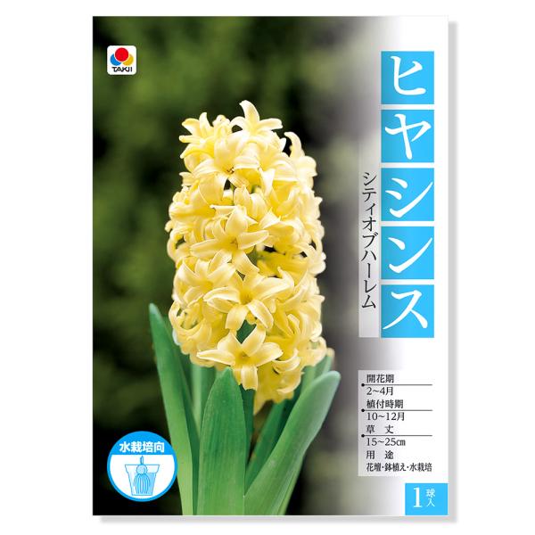 （観葉植物）　bulbitemseries　_gardening　hyacinthus_series　ガーデニング　球根　ヒヤシンス　ヒヤシンス球根　観葉植物　花壇　鉢植え　庭植え　水栽培　コンテナガーデン　寄せ植え　にしきゆり　錦百合　フ...