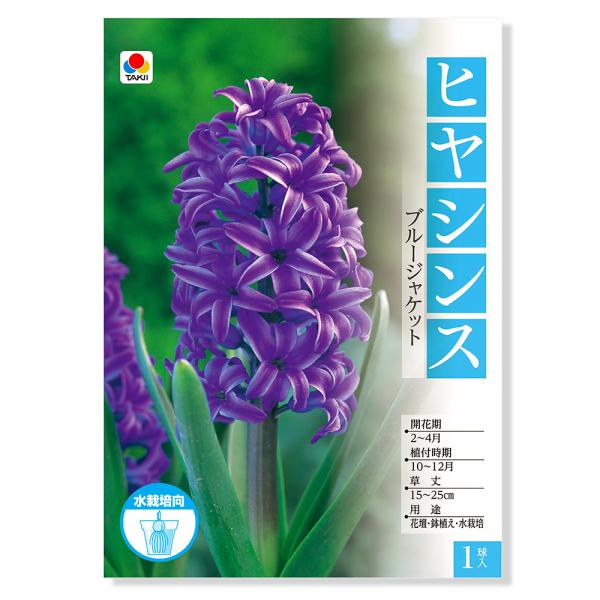 （観葉植物）　bulbitemseries　_gardening　hyacinthus_series　ガーデニング　球根　ヒヤシンス　ヒヤシンス球根　観葉植物　花壇　鉢植え　庭植え　水栽培　コンテナガーデン　寄せ植え　にしきゆり　錦百合　フ...