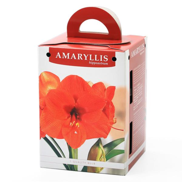 ガーデニング　花　球根　アマリリス球根　アマリリス　Amaryllis　Hippeastrum　amaryllis_series　ヒガンバナ科　アマリリス属　箱　植物　植物生体　ガーデニング生体　育て方　育成方法　栽培方法　観葉植物　ポット...