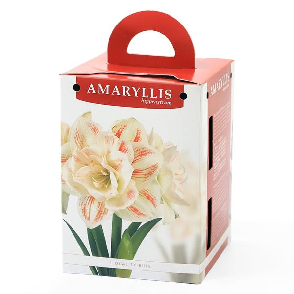 ガーデニング　花　球根　アマリリス球根　アマリリス　Amaryllis　Hippeastrum　amaryllis_series　ヒガンバナ科　アマリリス属　箱　植物　植物生体　ガーデニング生体　育て方　育成方法　栽培方法　観葉植物　ポット...