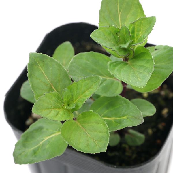 観葉植物　_gardening　ガーデニング　ハーブ　苗　herbpot_series　マルバハッカ　丸葉薄荷　育て方　育成方法　栽培方法　090list　日本薄荷　日本ハッカ　ジャパンミント　Ｍｅｎｔｈａ　ａｒｖｅｎｓｉｓ　Ｌ．　ｖａｒ．...